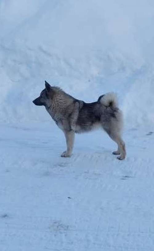 Tornio (Lappi) - Koira - Kadonnut (75944) | Karkurit.fi